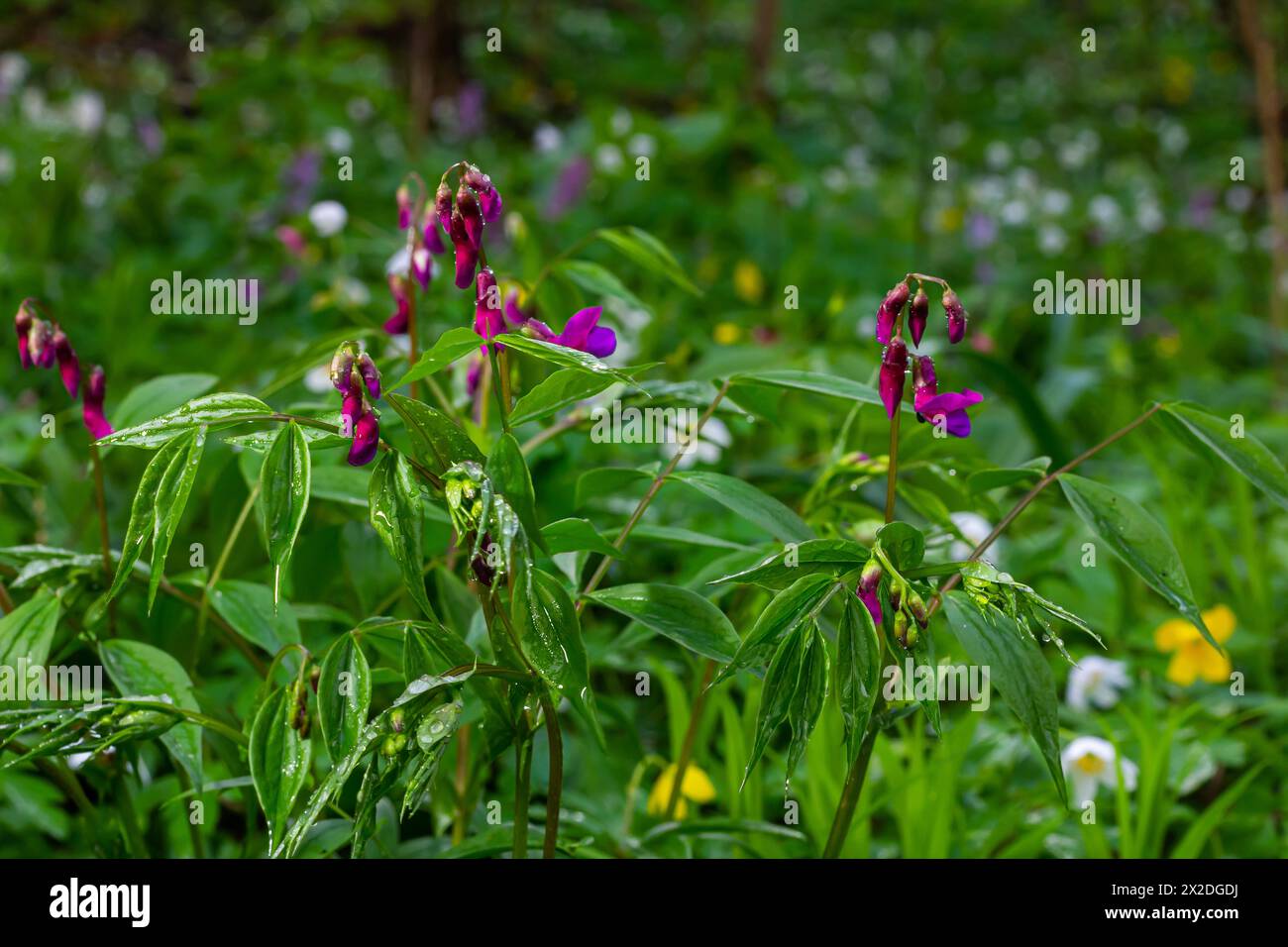 Lathyrus vernus spring vetchling hi-res stock photography and images ...