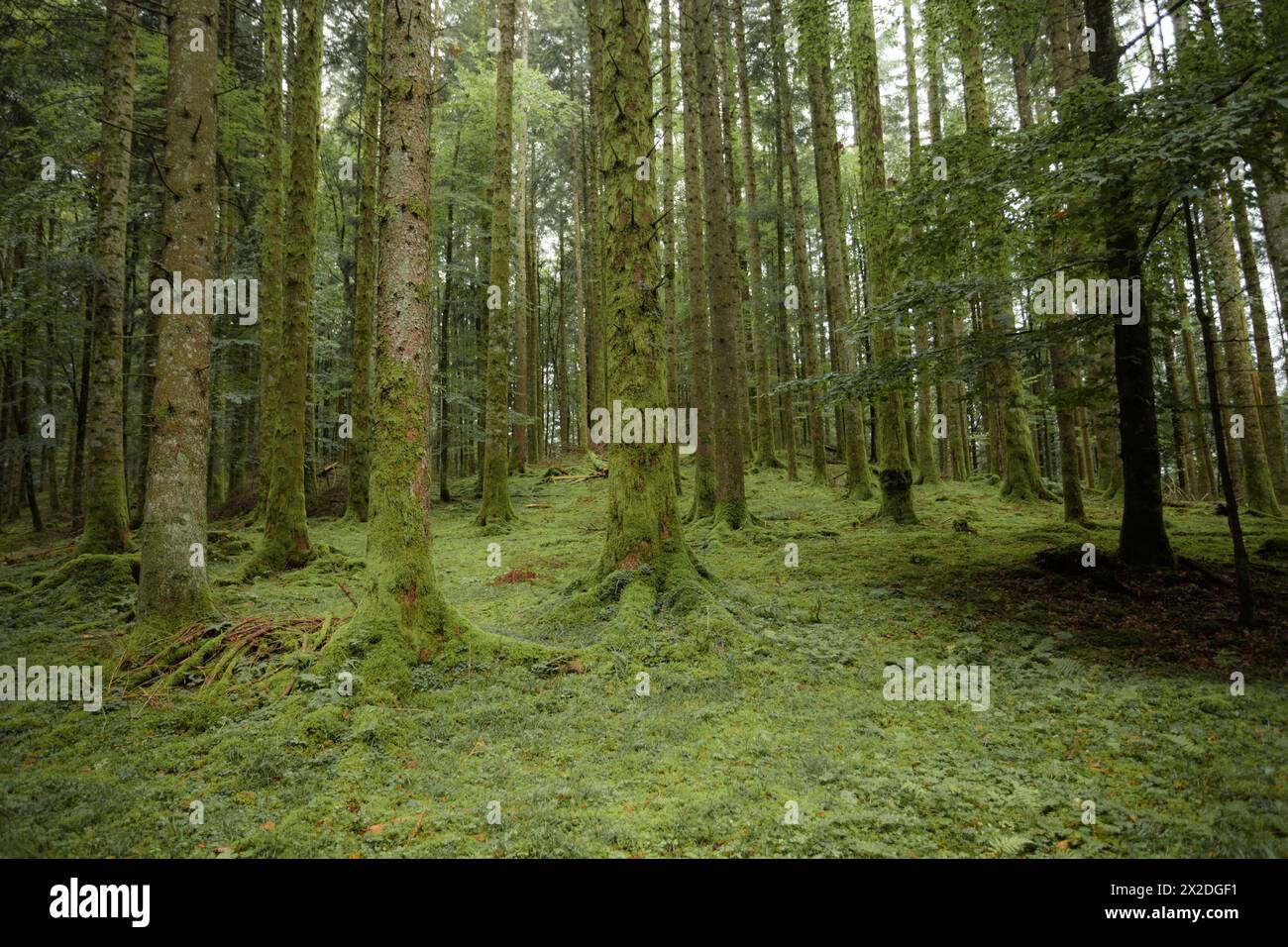 Inside a typical birch forest of the Italian Alps Stock Photo - Alamy