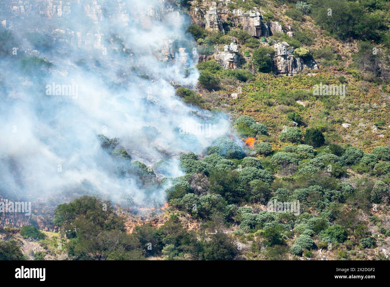 vegetation fire flames and plumes of smoke during fire season on a ...