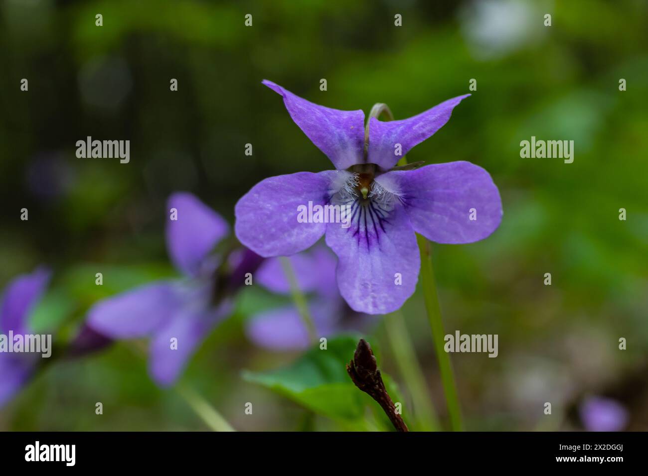 Viola odorata. Scent-scented. Violet flower forest blooming in spring ...