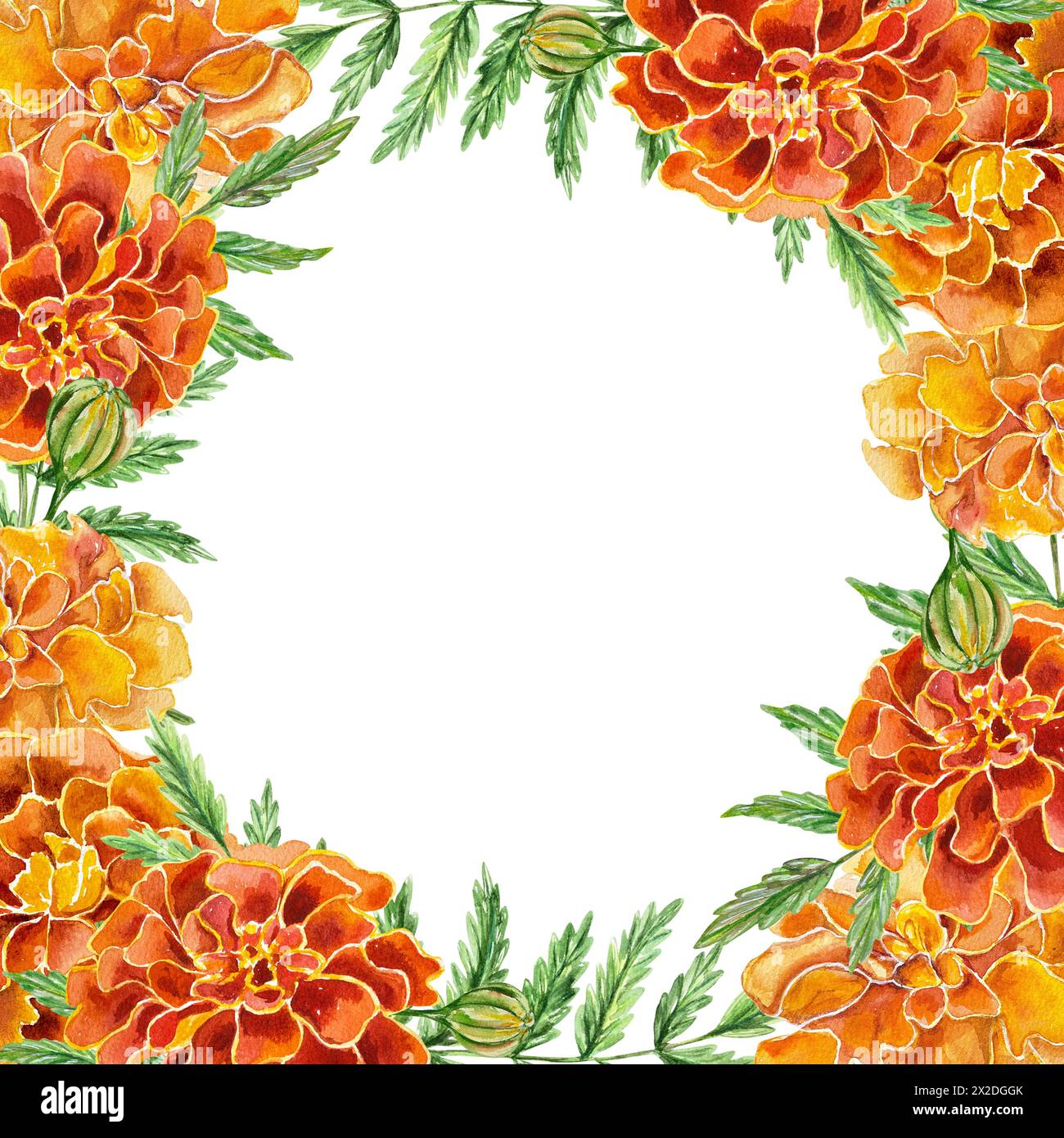 Marigold botanical illustration hi-res stock photography and images - Alamy
