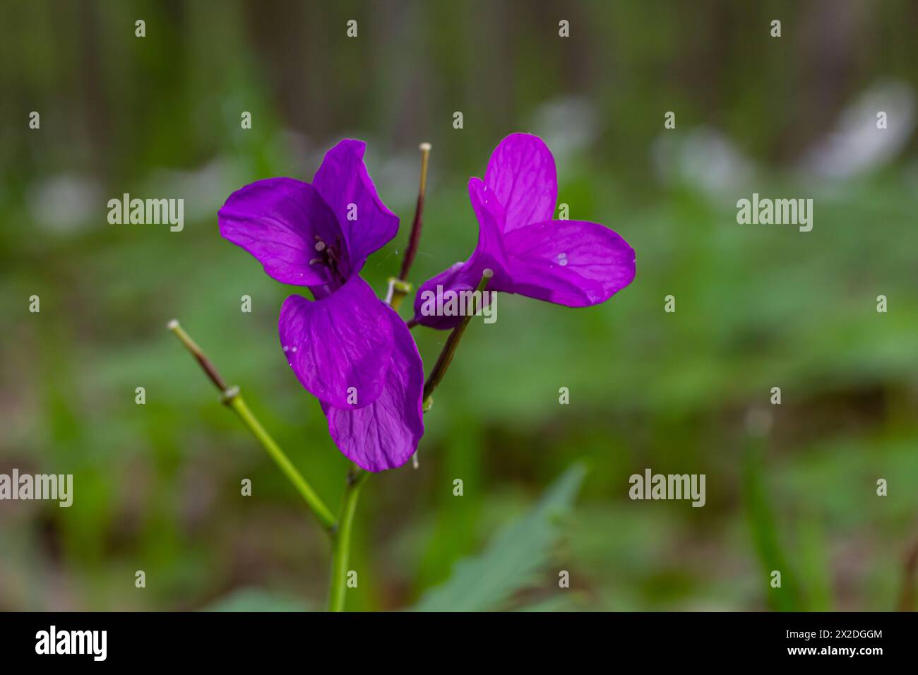 Cardamine dentaria glandulosa hi-res stock photography and images - Alamy