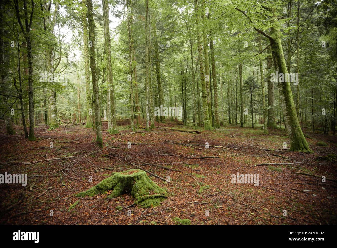 Inside a typical birch forest of the Italian Alps Stock Photo - Alamy