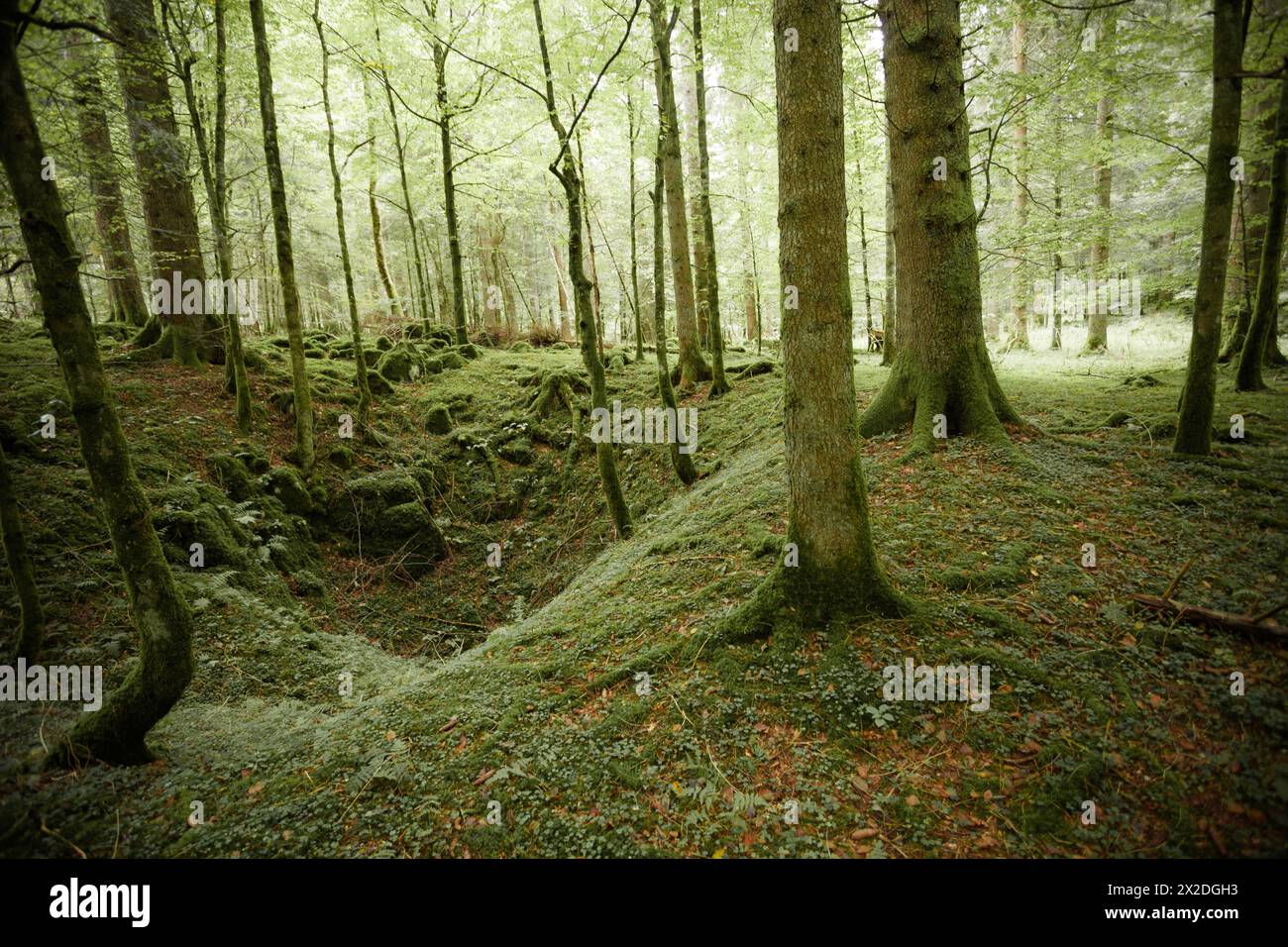 Inside a typical birch forest of the Italian Alps Stock Photo - Alamy