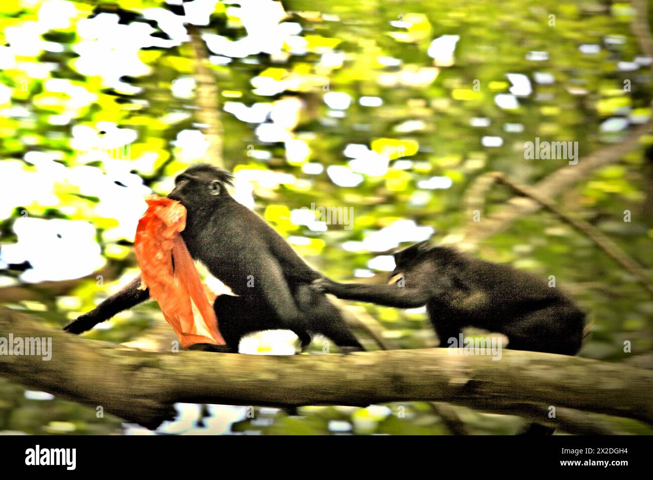 Macaque habitat degradation hi-res stock photography and images - Alamy