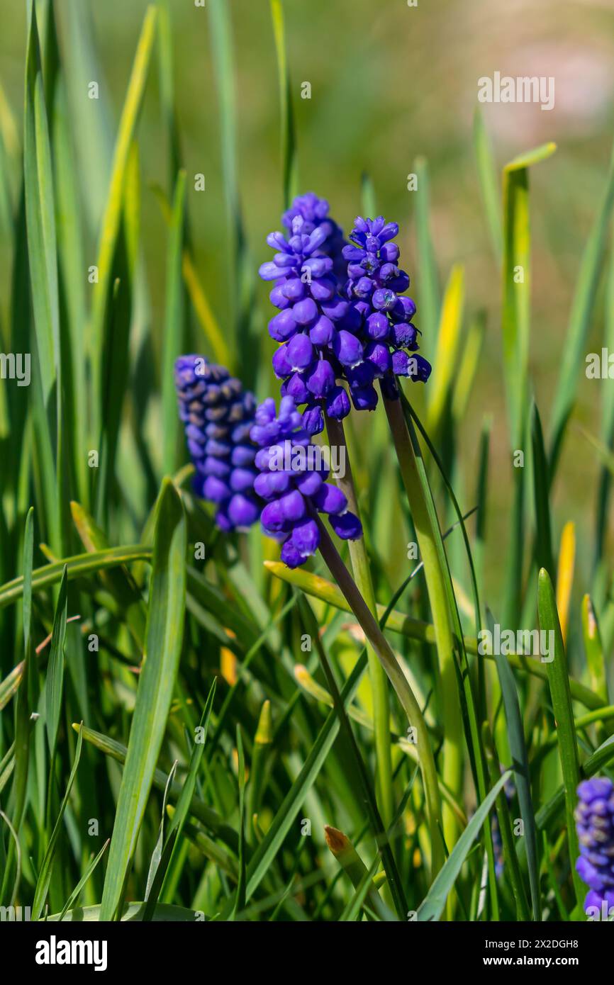 Blue buds flowers Muscari armeniacum or Grape Hyacinth. Viper bow Stock ...