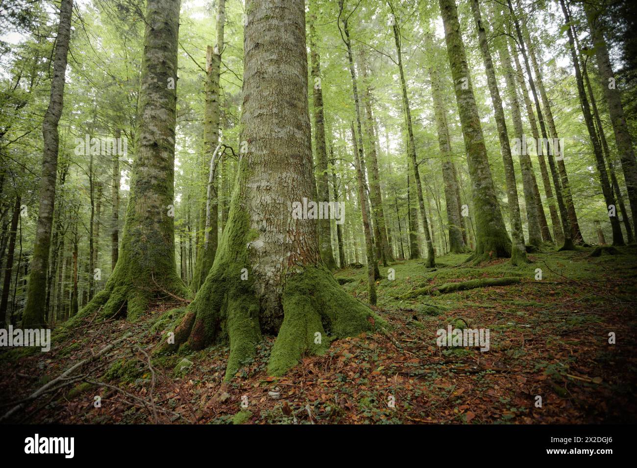 Inside a typical birch forest of the Italian Alps Stock Photo - Alamy