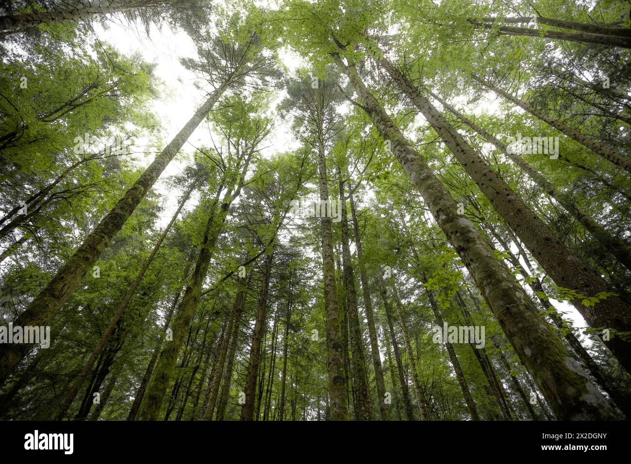 Inside a typical birch forest of the Italian Alps Stock Photo - Alamy