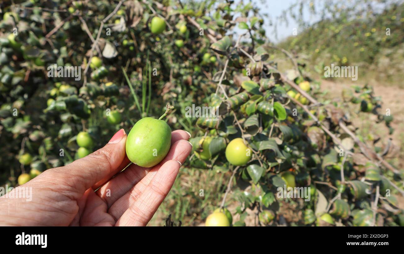 Plant of Indian jujube fruits. Ber or Bora fruit from India. Person ...