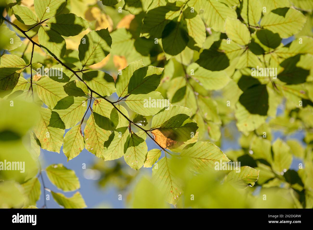 foliage inside an Italian forest at fall Stock Photo - Alamy