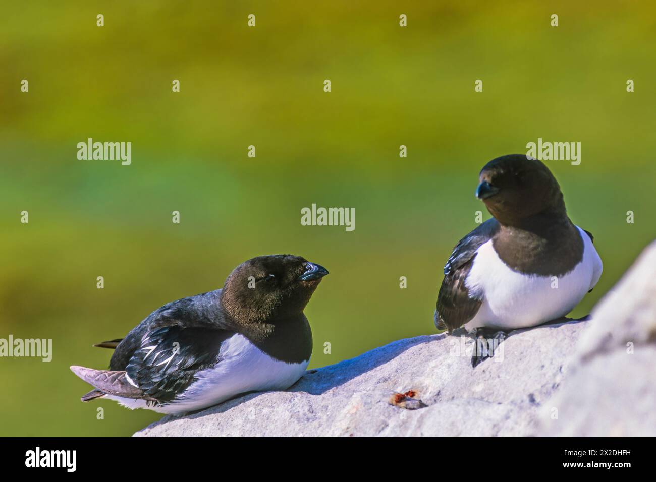 Little auks on a rock in the sunshine Stock Photo - Alamy