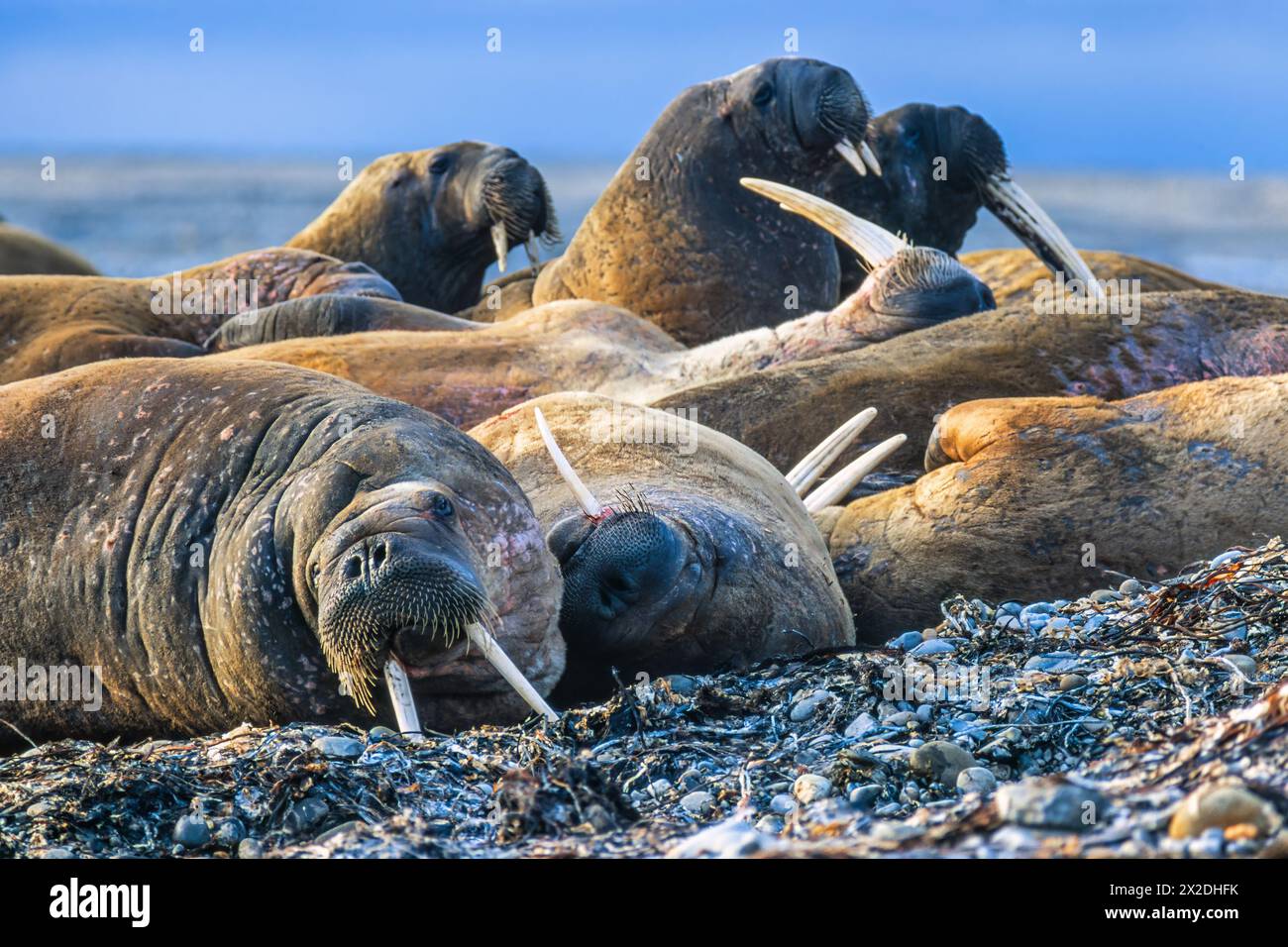 Group of Walruses resting on an arctic beach Stock Photo - Alamy