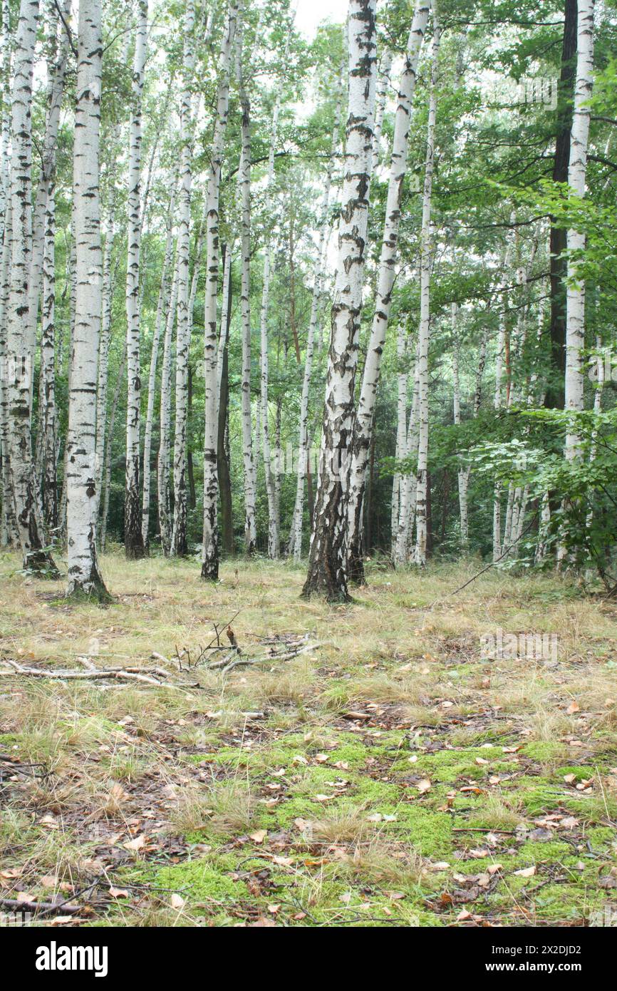 very nice green forest from the czech republic Stock Photo - Alamy