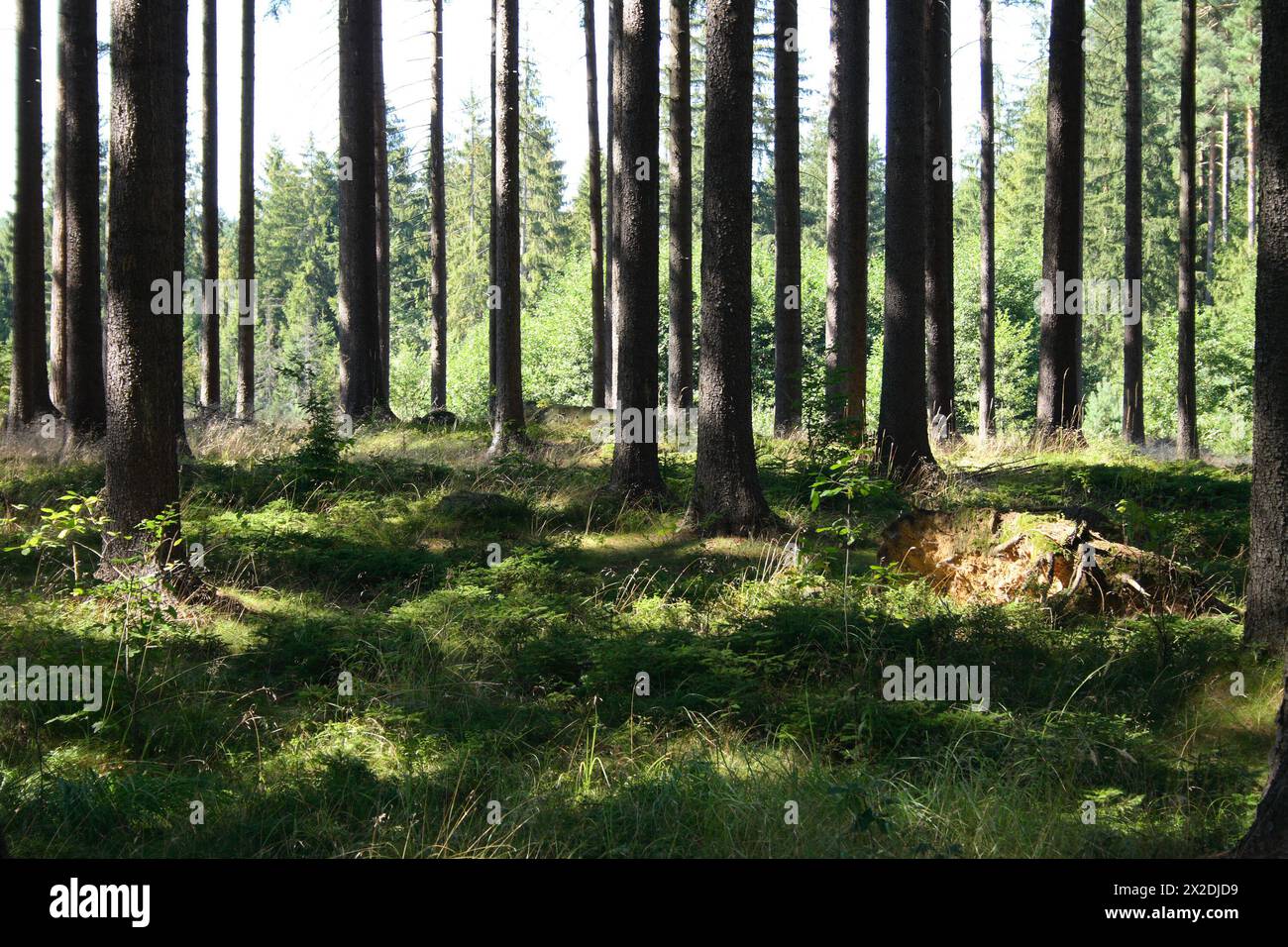 very nice green forest from the czech republic Stock Photo - Alamy