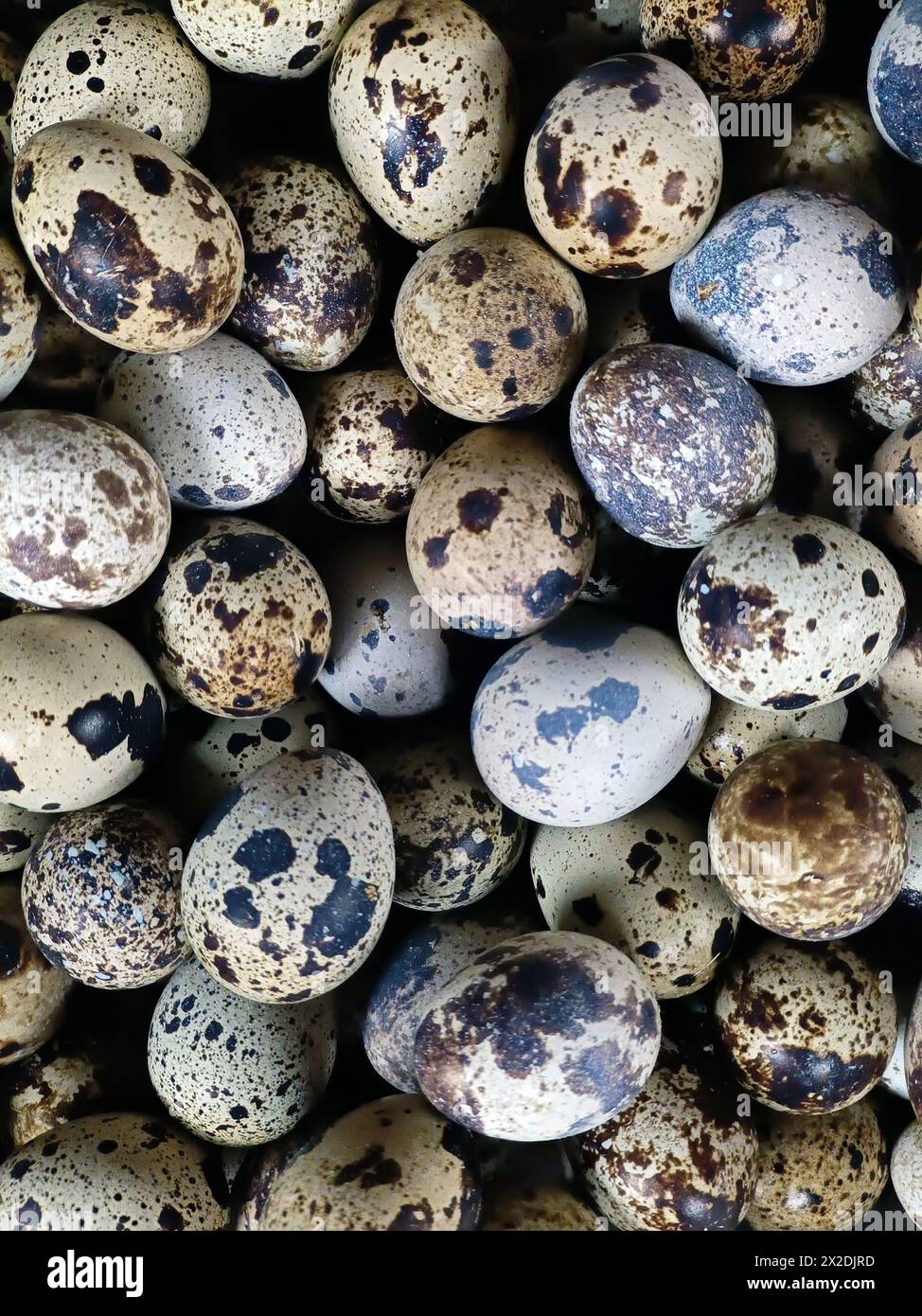 Closeup view quail eggs hi-res stock photography and images - Alamy