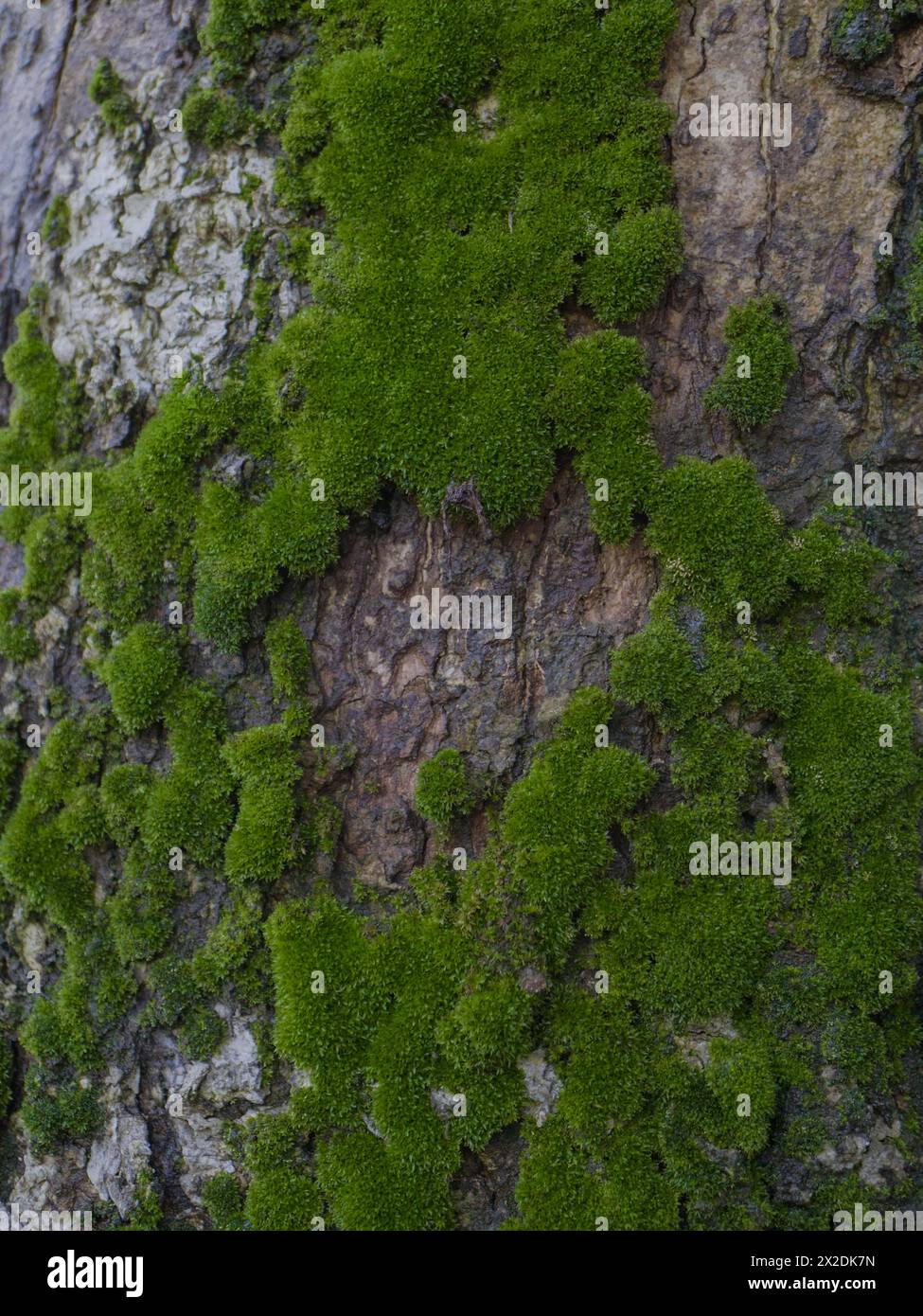 Old oak stem moss hi-res stock photography and images - Alamy