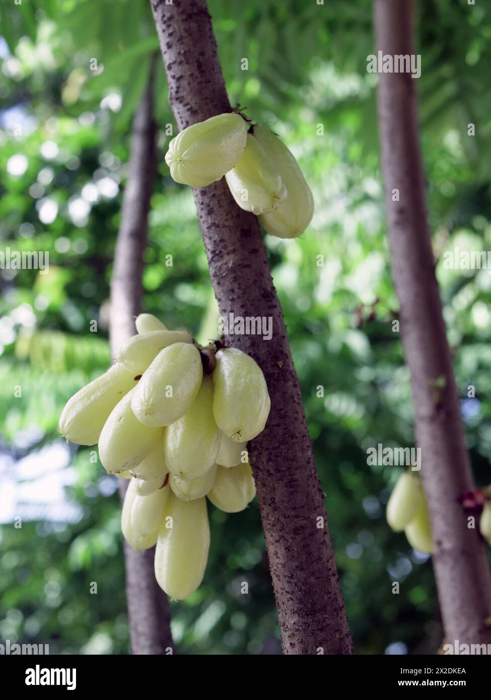 Indonesia pattern food hi-res stock photography and images - Alamy