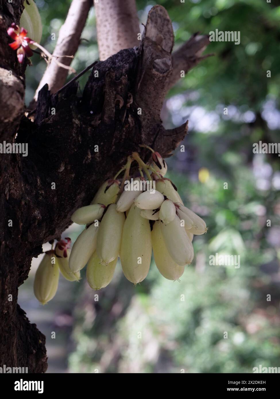 belimbing wuluh, green belimbi Stock Photo - Alamy