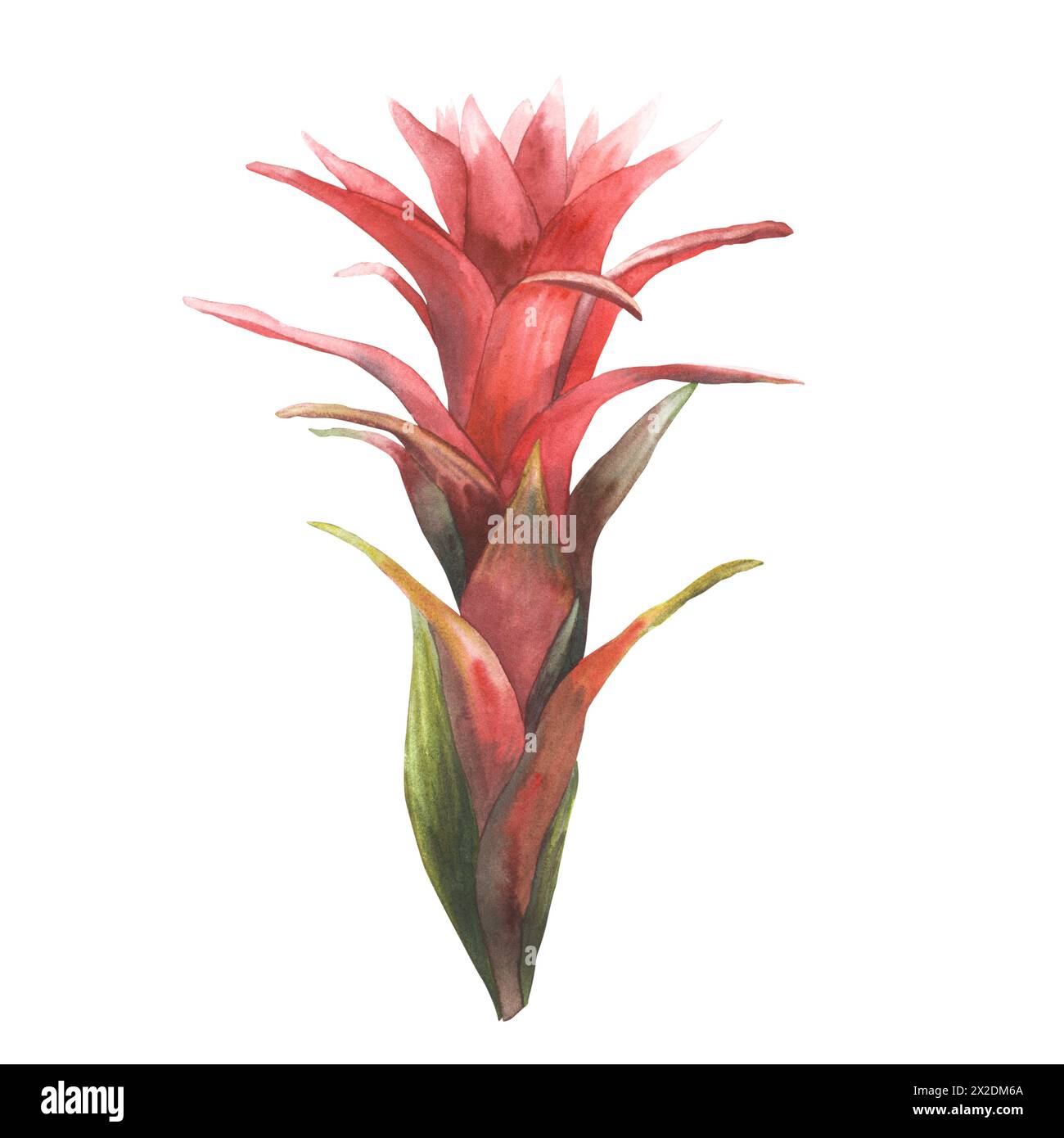 Tropical bromeliad flower, home plant. House plants exotic red ...