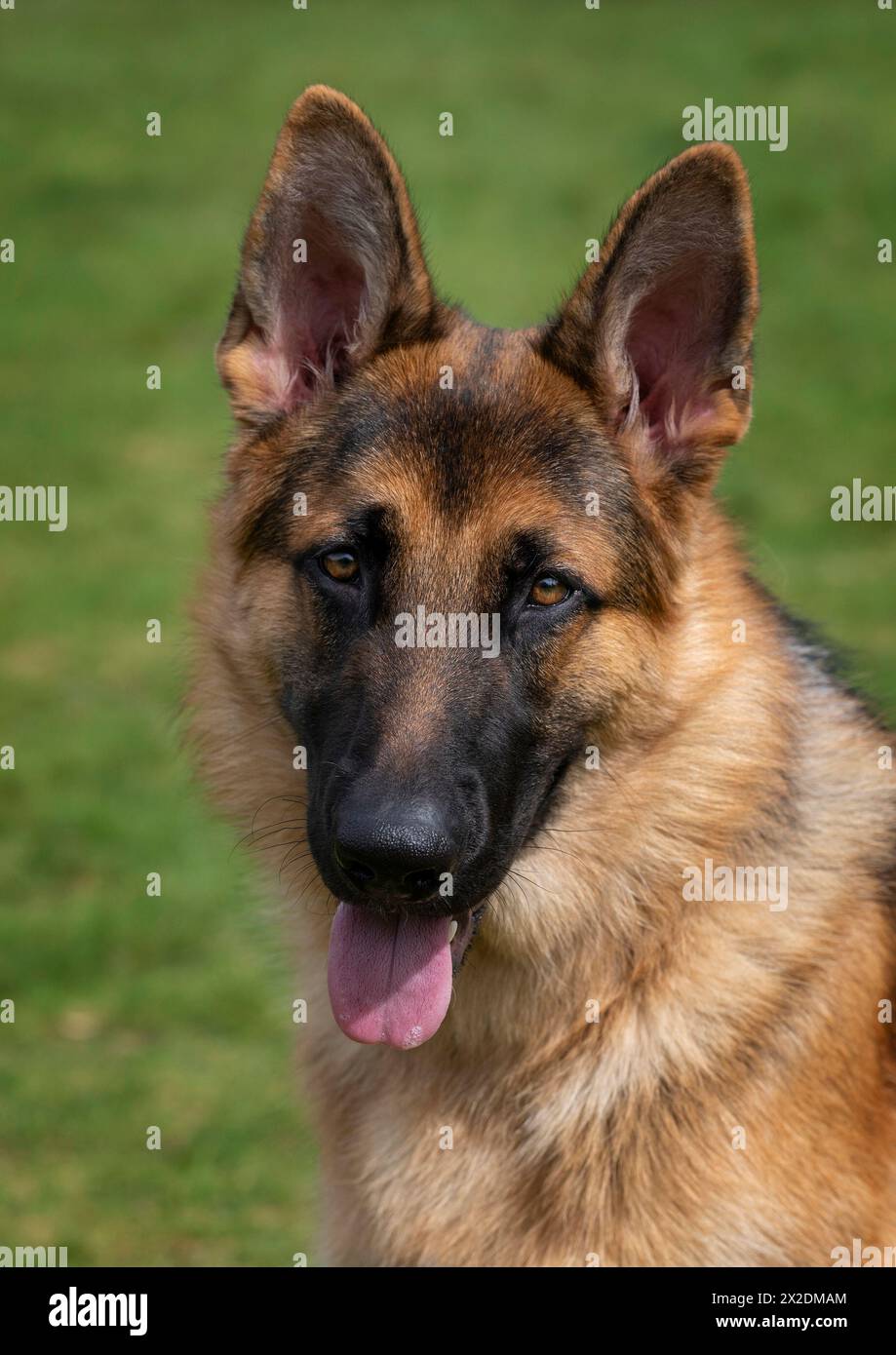 Portrait of a male German Shepherd Dog (Alsatian Stock Photo - Alamy