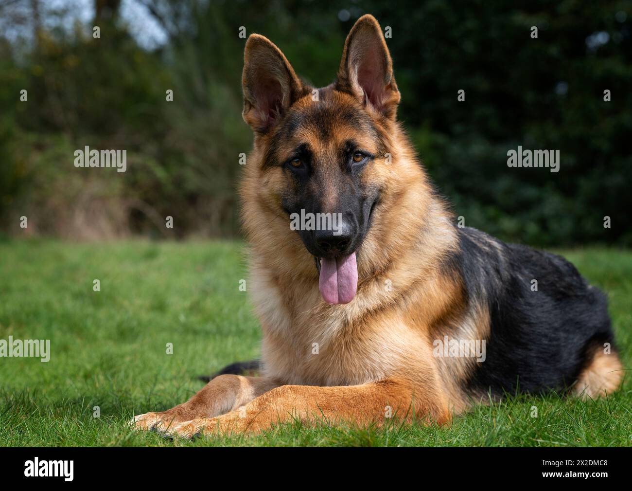 Portrait of a male German Shepherd Dog (Alsatian Stock Photo - Alamy