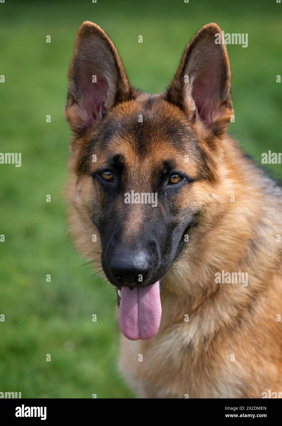 Portrait of a male German Shepherd Dog (Alsatian Stock Photo - Alamy