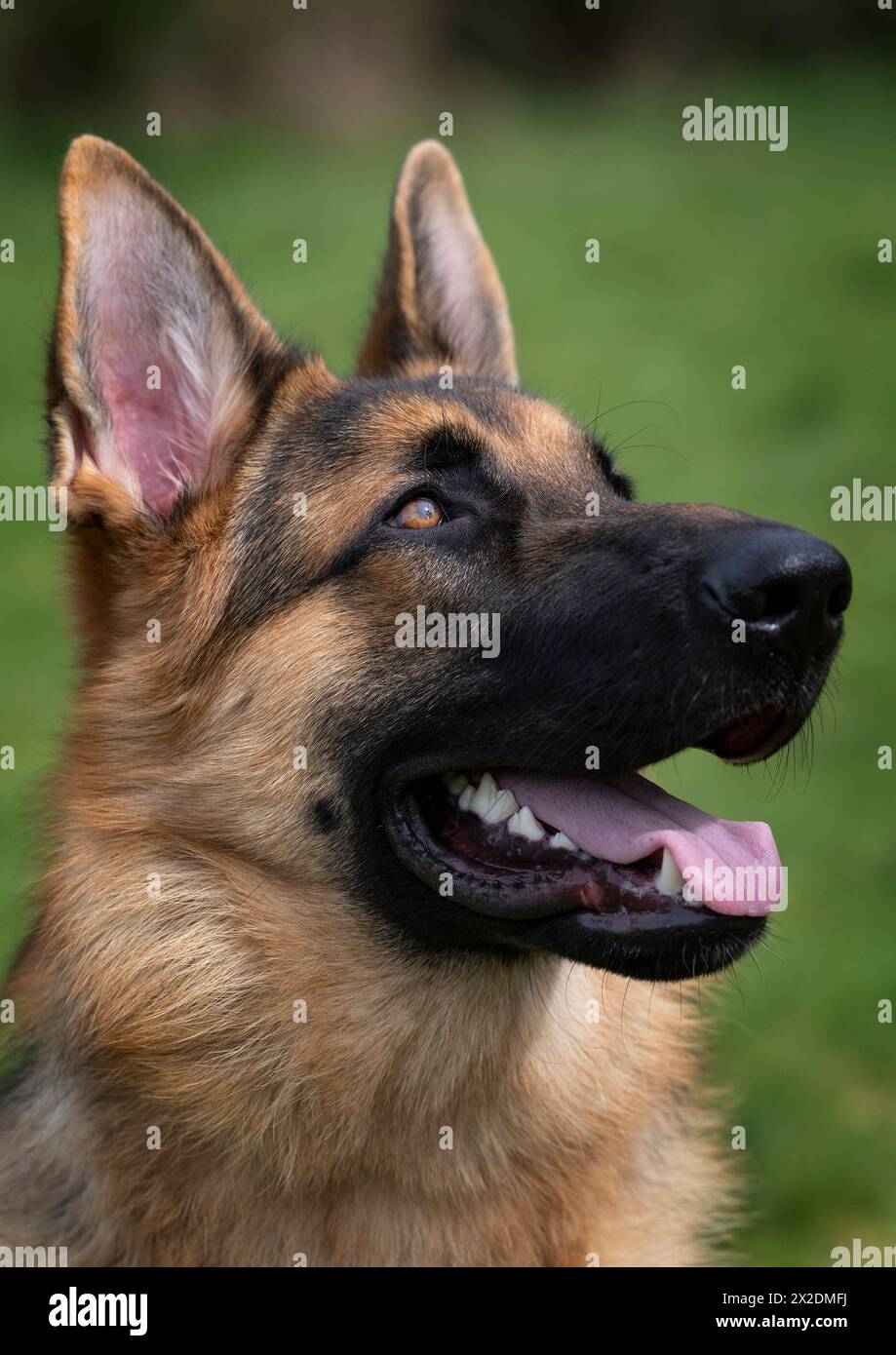 Portrait of a male German Shepherd Dog (Alsatian Stock Photo - Alamy