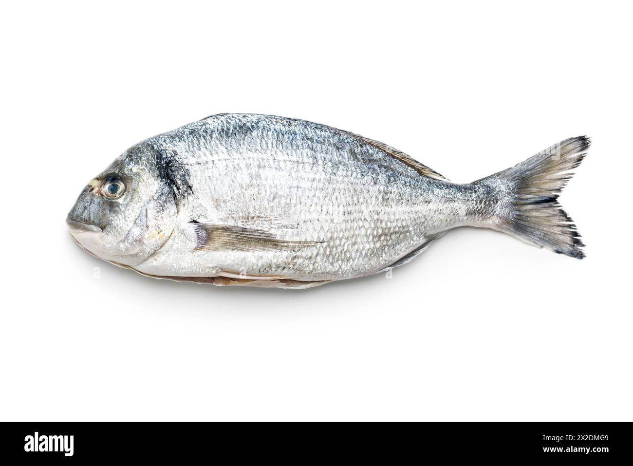 Fresh sea bream fish isolated on a white background Stock Photo - Alamy