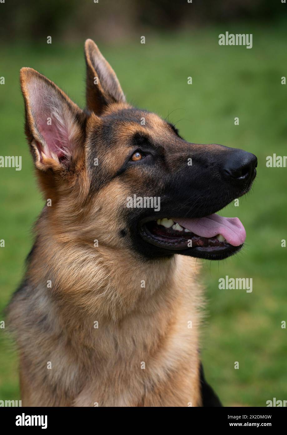 Portrait of a male German Shepherd Dog (Alsatian Stock Photo - Alamy