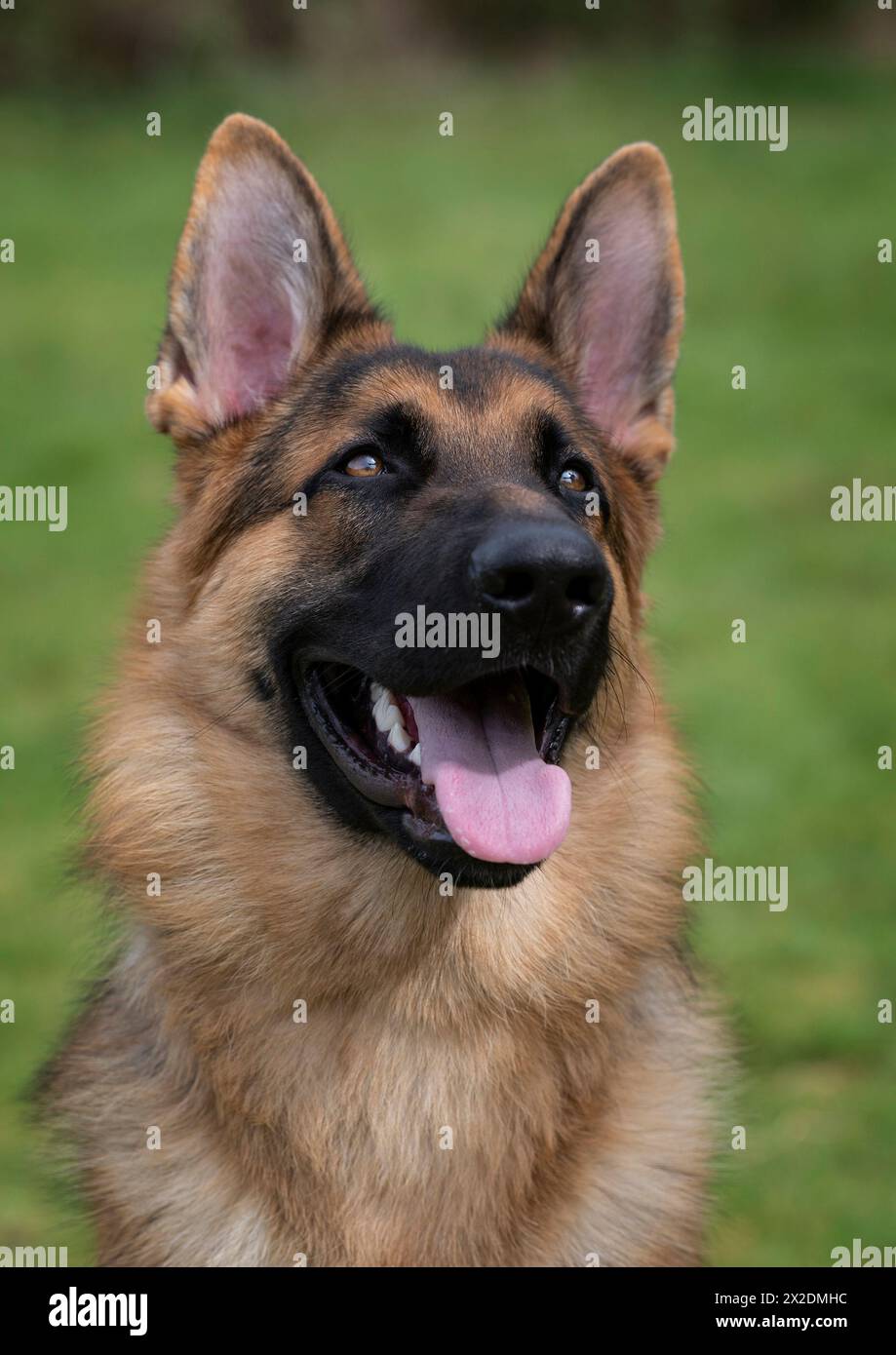 Portrait of a male German Shepherd Dog (Alsatian Stock Photo - Alamy