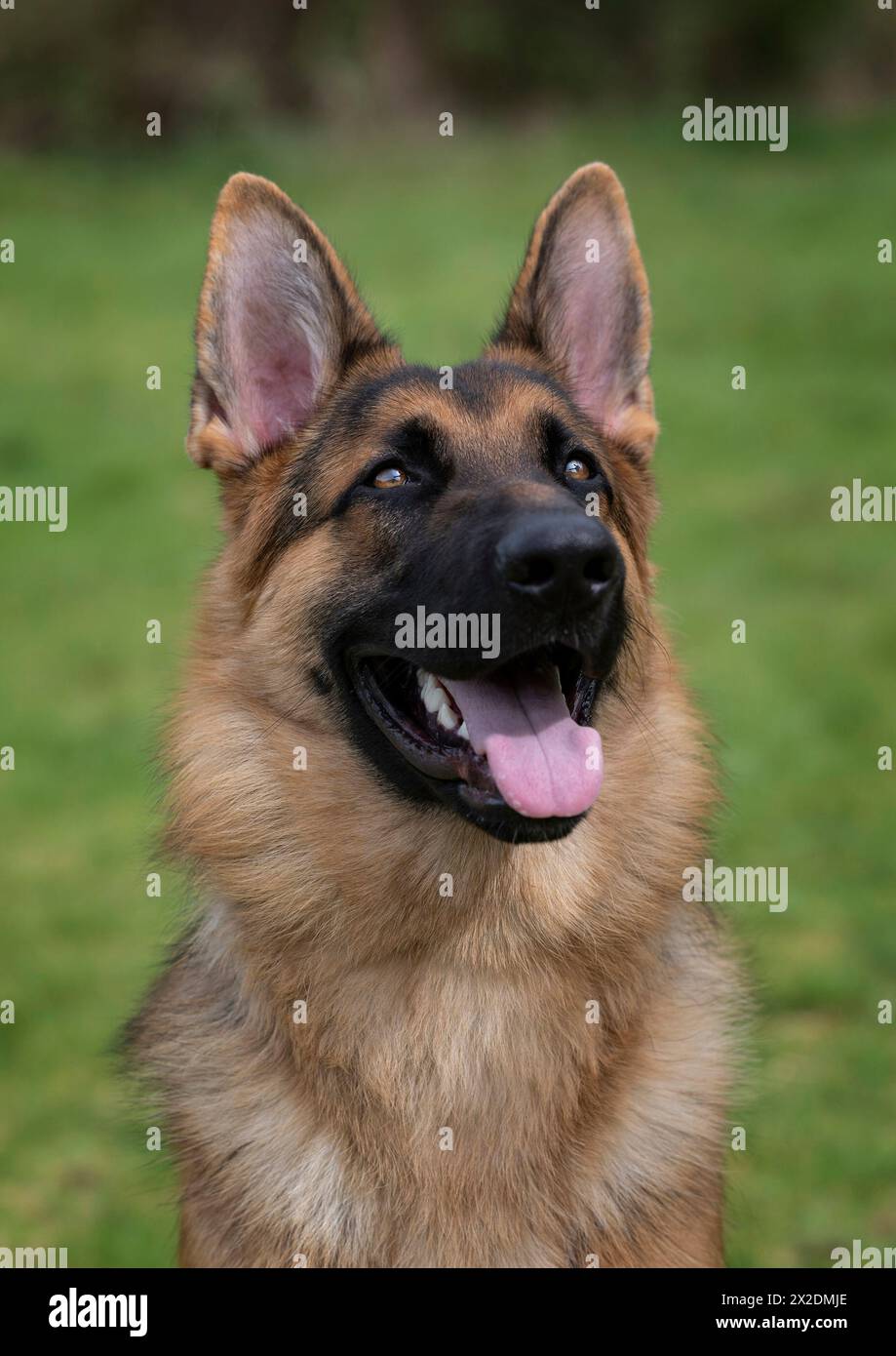 Photograph of a young gsd hi-res stock photography and images - Alamy