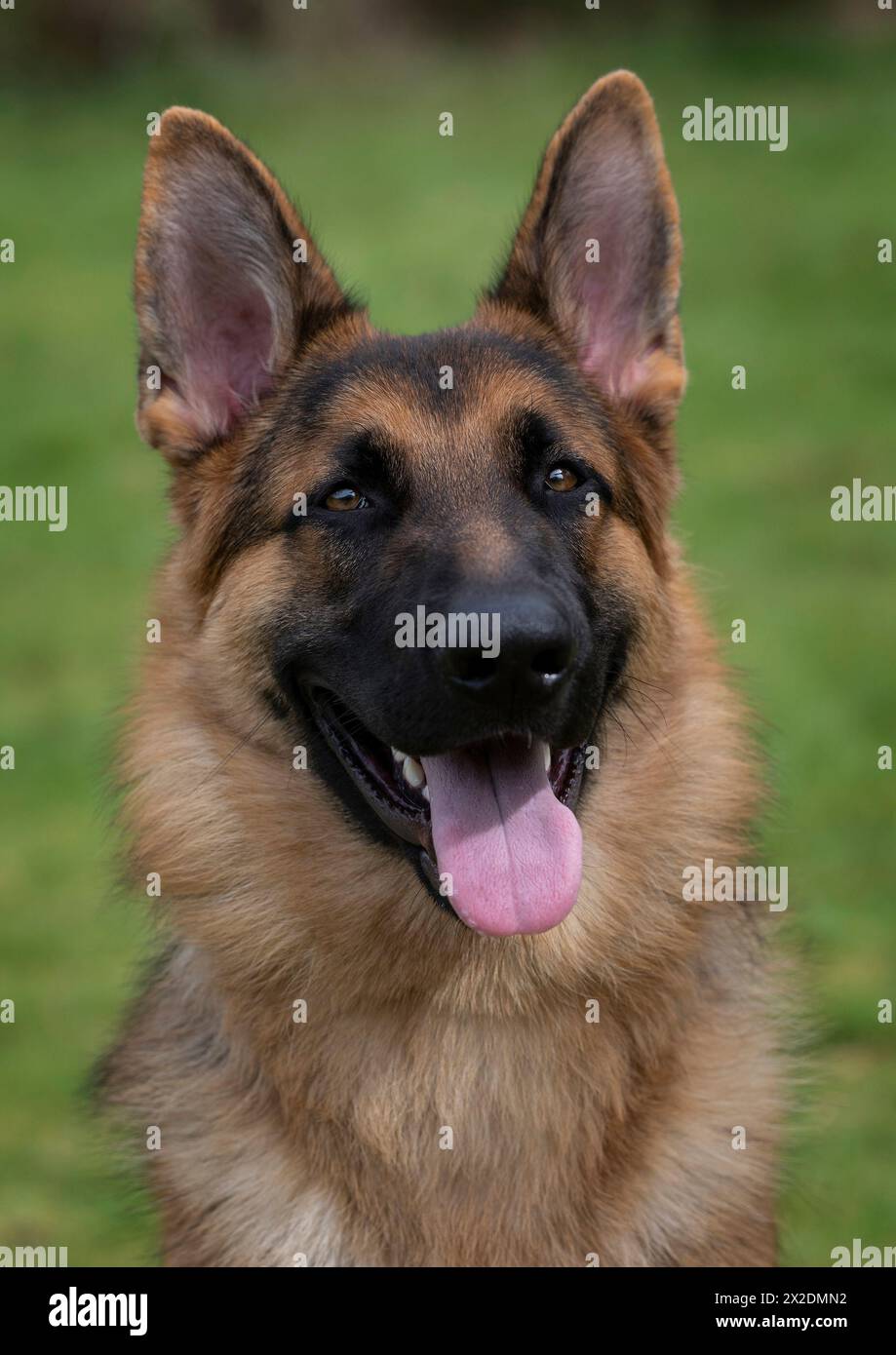 Portrait of a male German Shepherd Dog (Alsatian Stock Photo - Alamy