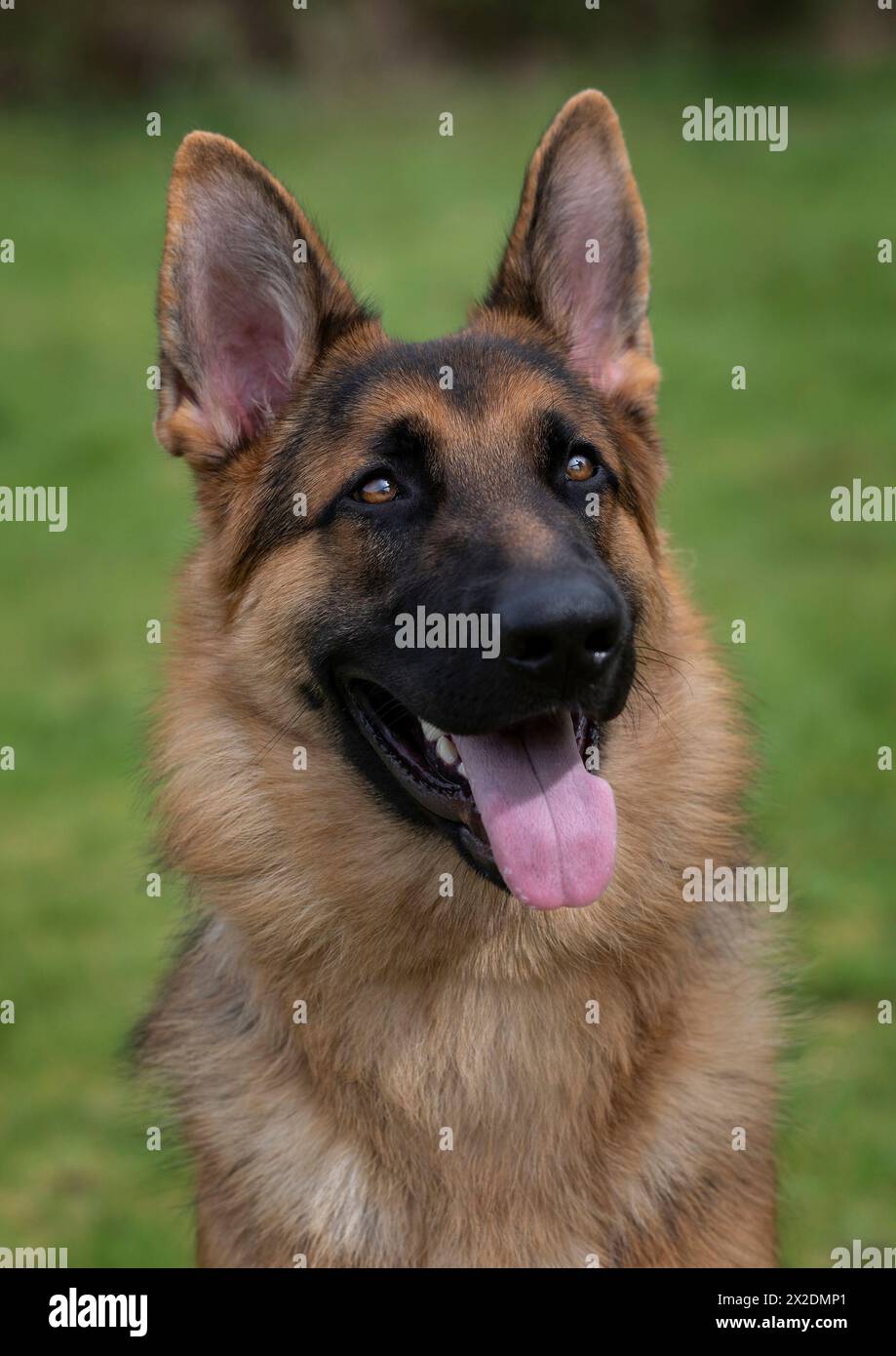 Portrait of a male German Shepherd Dog (Alsatian Stock Photo - Alamy