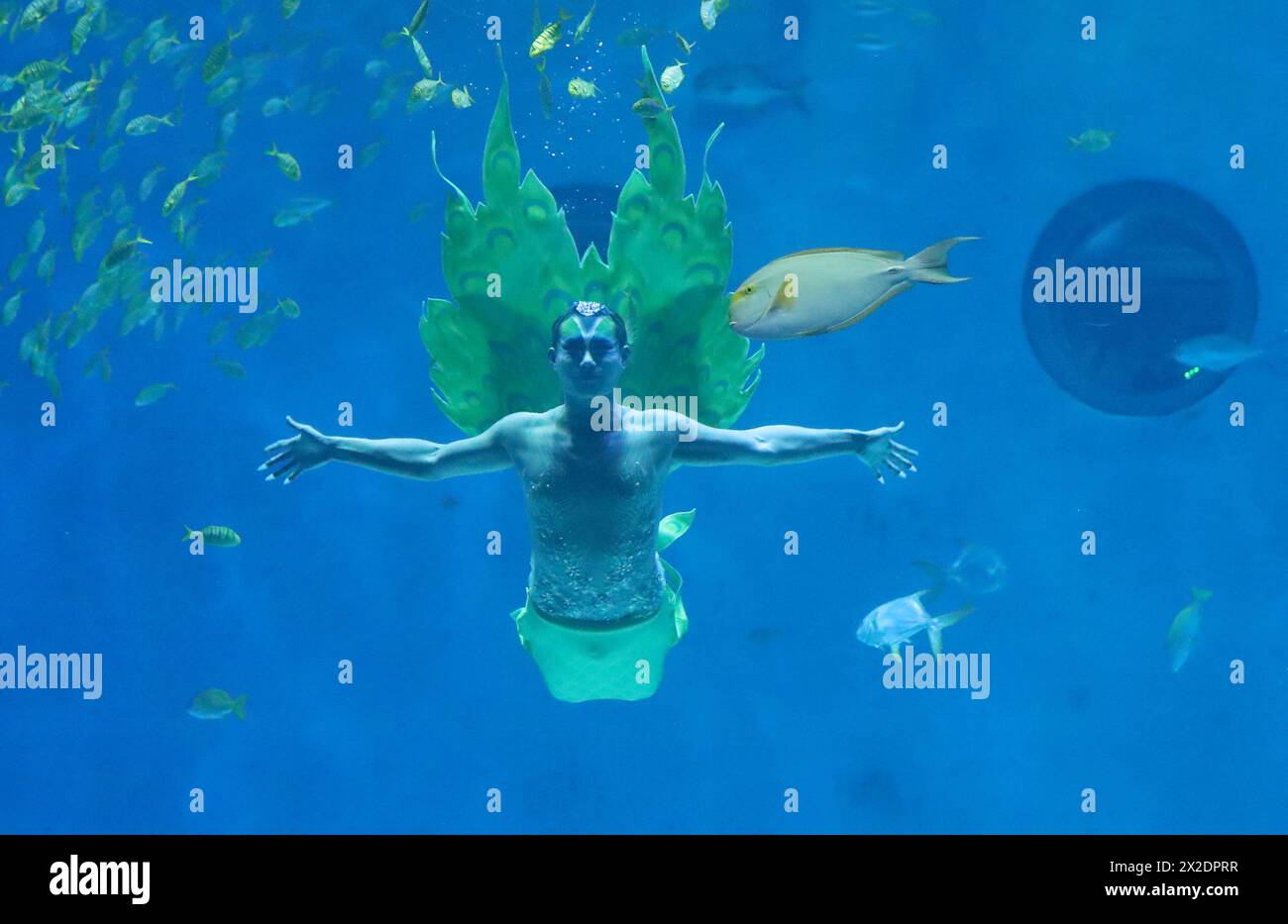 Beijing, China. 21st Apr, 2024. Chinese diver Lei Yingtao competes in ...