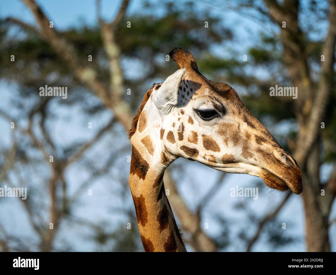 The head of a female giraffe (Giraffa camelopardalis rothschildi) in ...