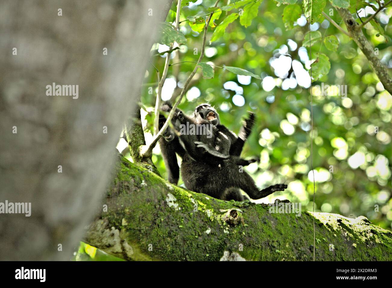 Crested macaques (Macaque nigra) have social interaction on a branch of ...