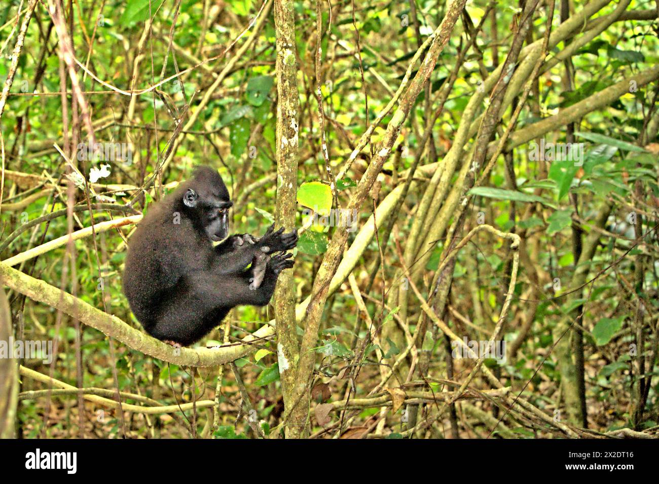 Primate habitat assessment hi-res stock photography and images - Alamy