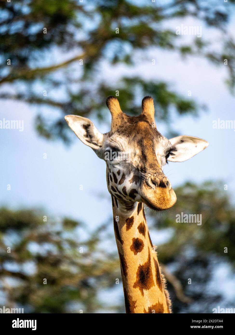 The head of a female giraffe (Giraffa camelopardalis rothschildi) in ...