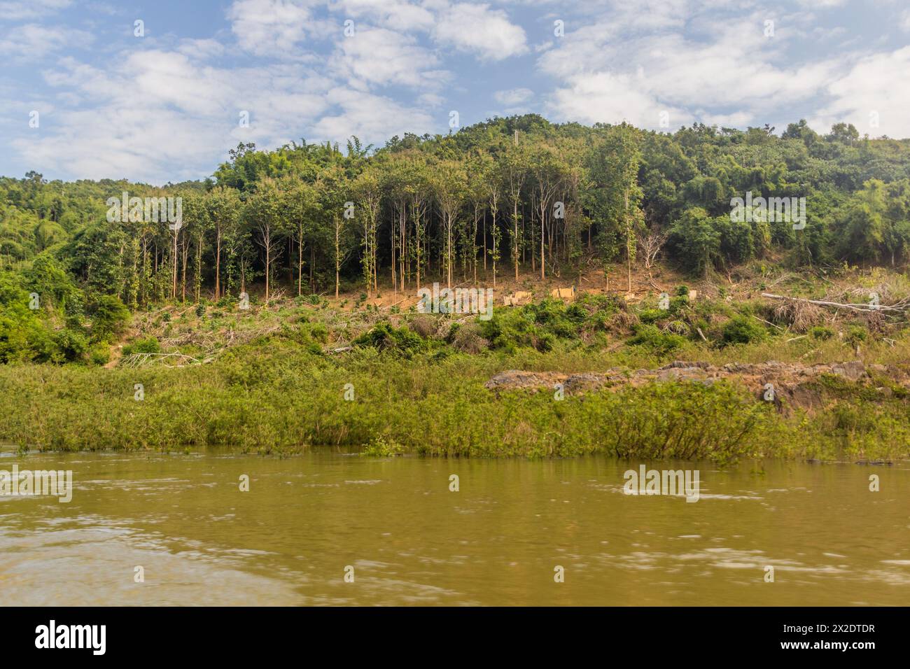 Trees are removed due to increasing levels of Nam Ou river during Nam ...