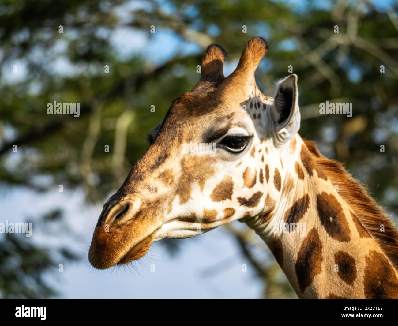 Female giraffe hi-res stock photography and images - Alamy