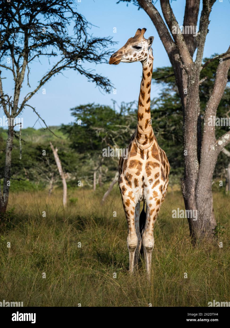 Female giraffe (Giraffa camelopardalis rothschildi) in Mburo National ...
