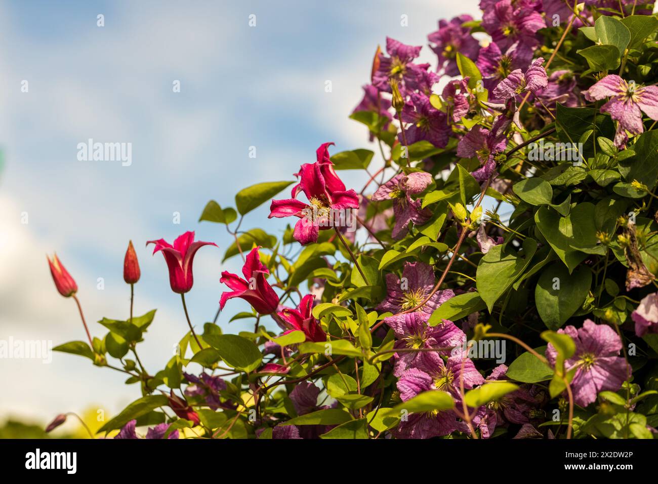 Clematis Princess Diana and Mazurek in bloom Stock Photo - Alamy