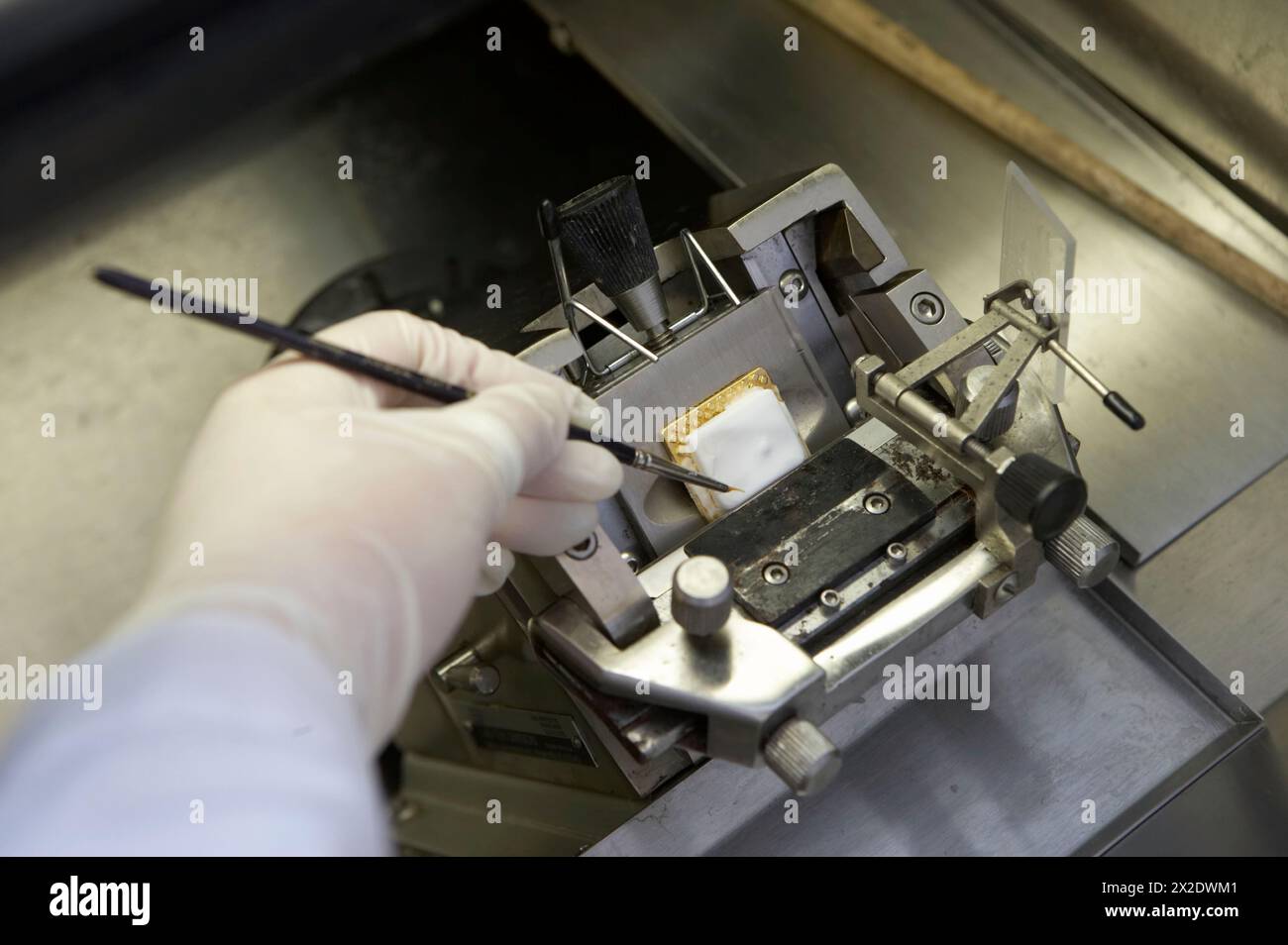 Staff working with the cryotome, special equipment for cutting tissues ...
