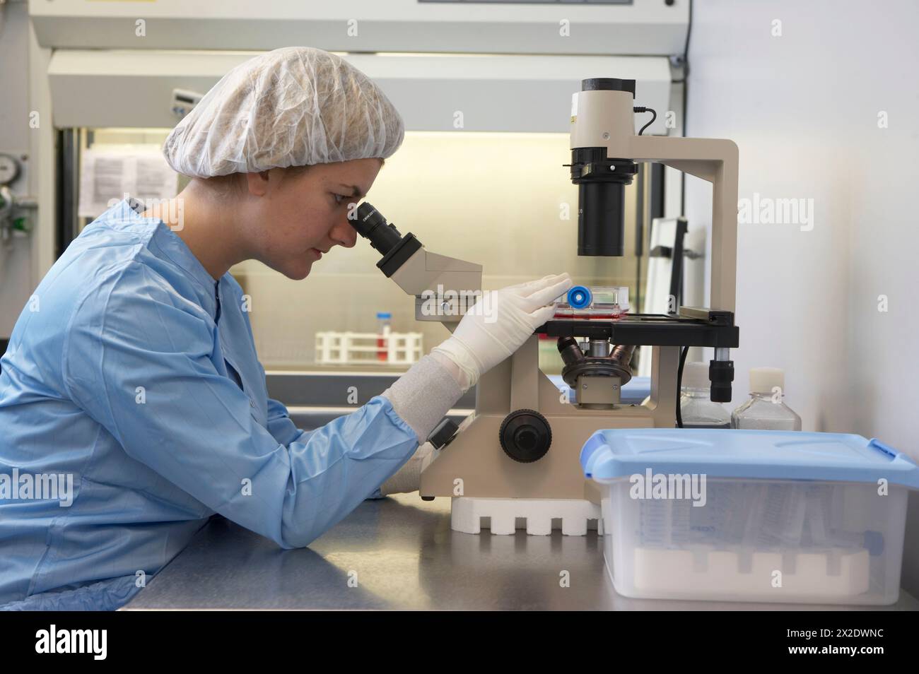 Analyzing samples in microscope. Quarantine zone (Grade C), clean room ...