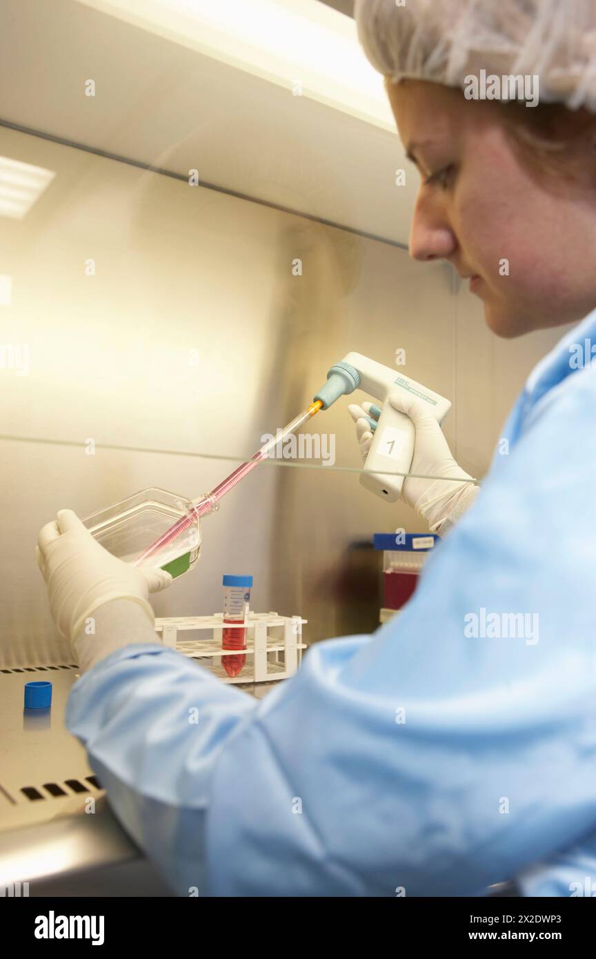 Taking samples from a T75 flask in biological safety cabinet ...