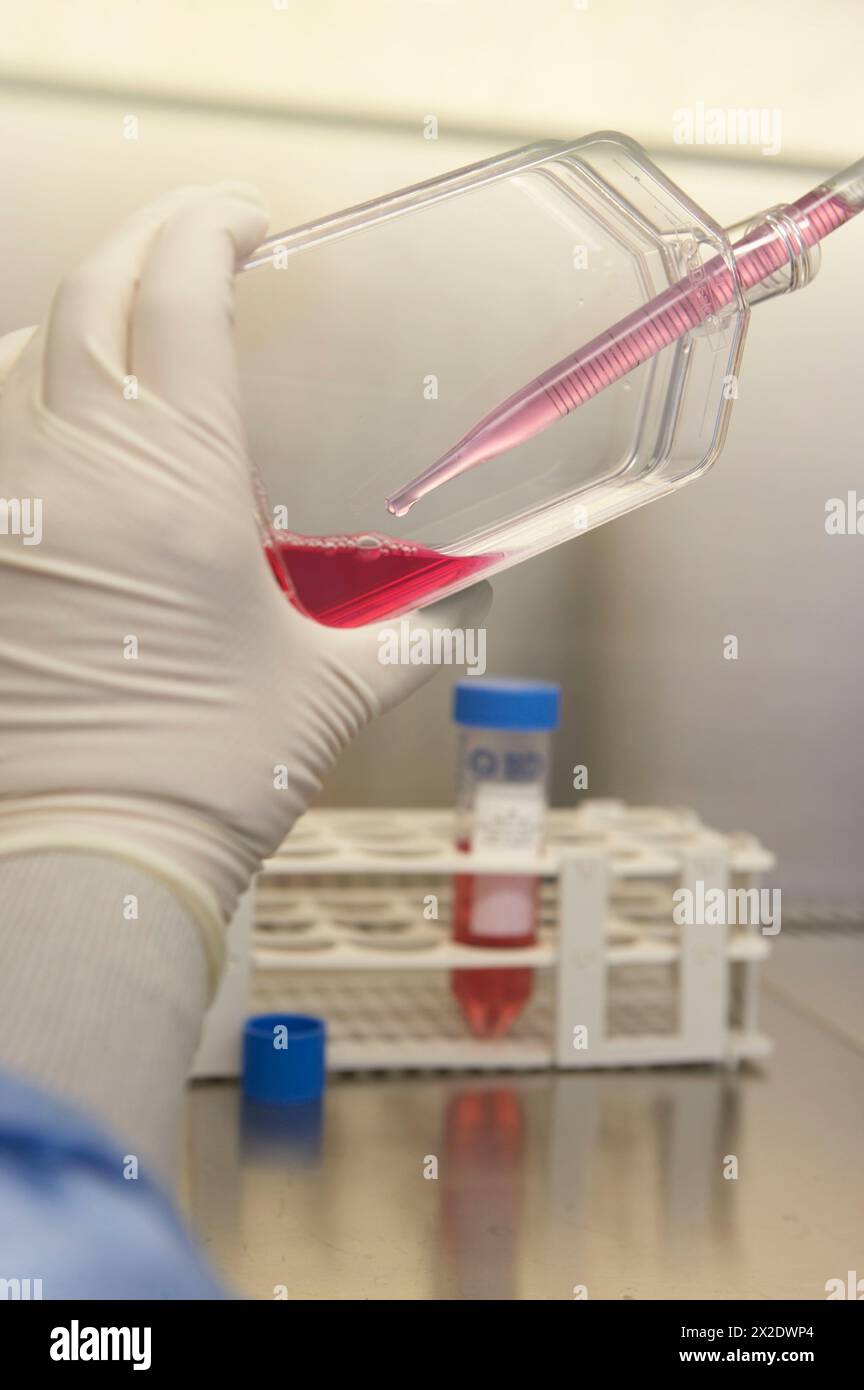 Taking samples from a T75 flask in biological safety cabinet ...