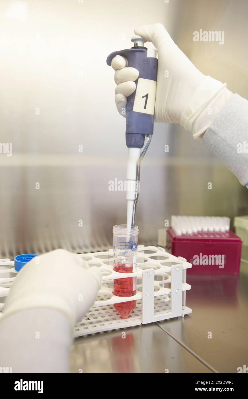 Taking samples from a T75 flask in biological safety cabinet ...