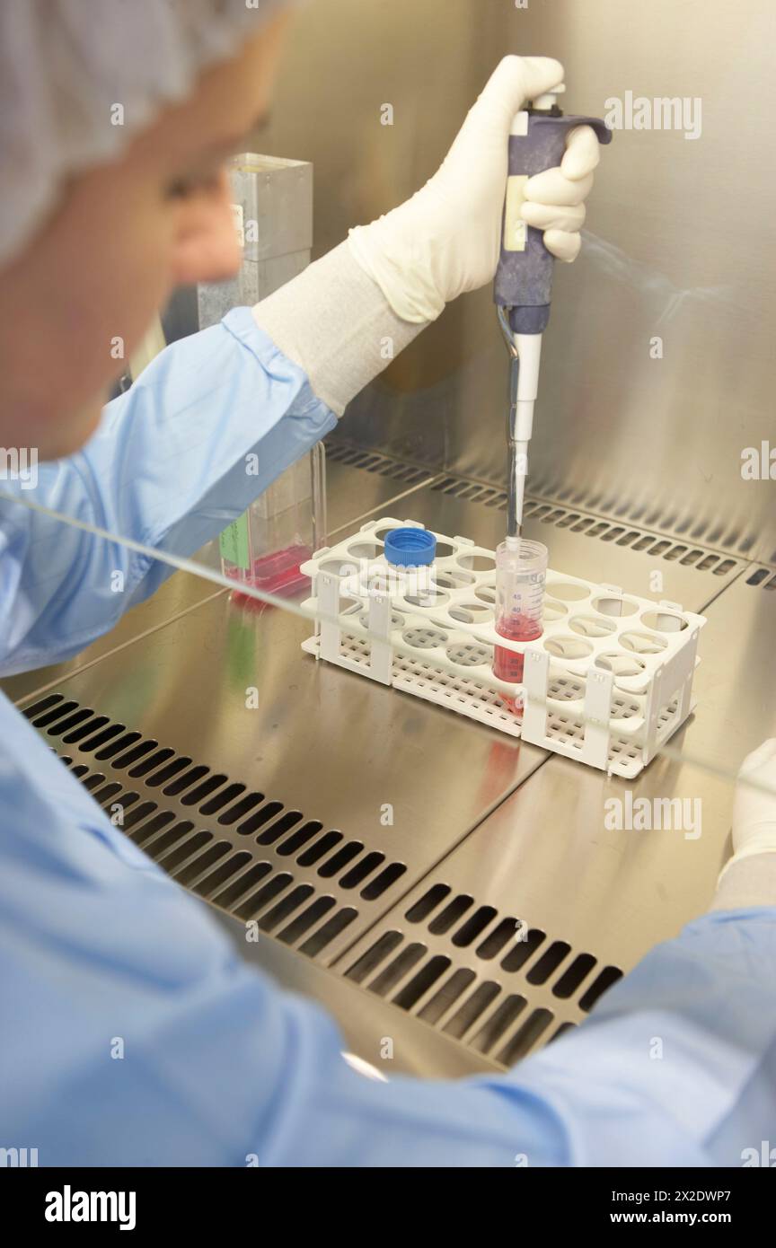 Taking samples from a T75 flask in biological safety cabinet ...