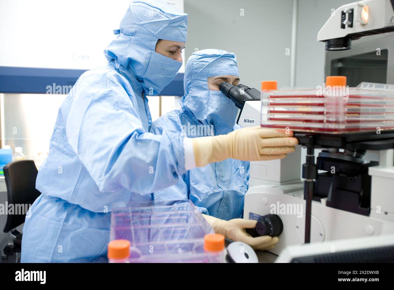 Clean room, culture observation through the microscope ...