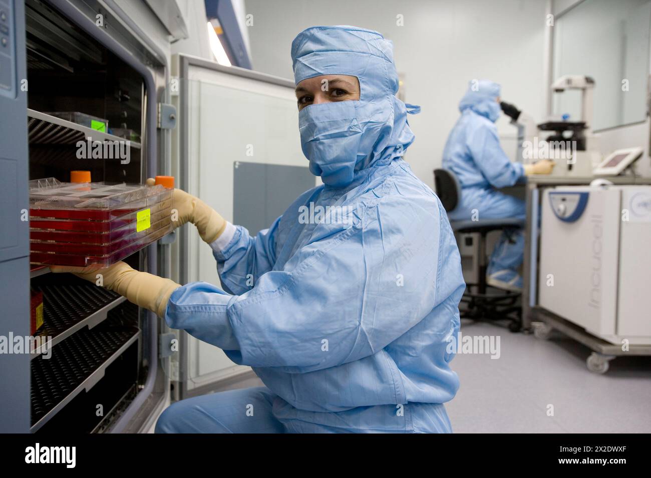 Clean room, culture conservation in incubators, biopharmaceutical lab ...